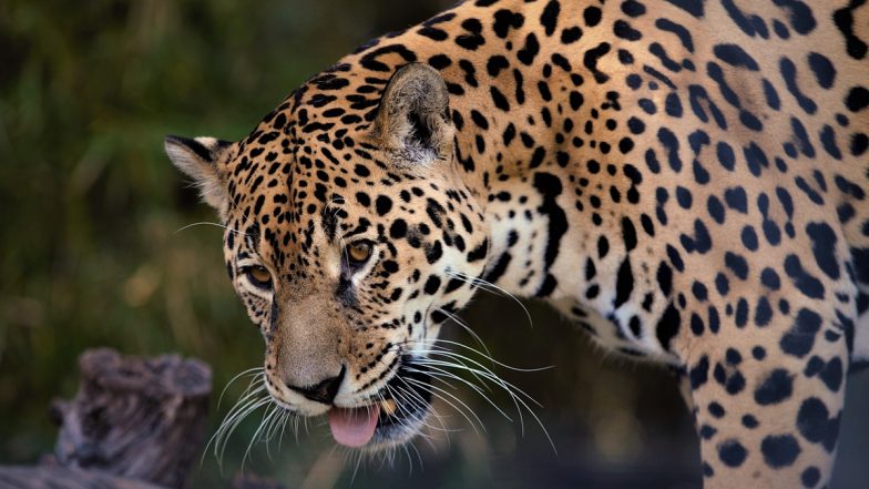 Tiger Skin Smuggling in Thane: Two Arrested for Allegedly Selling Tiger ...