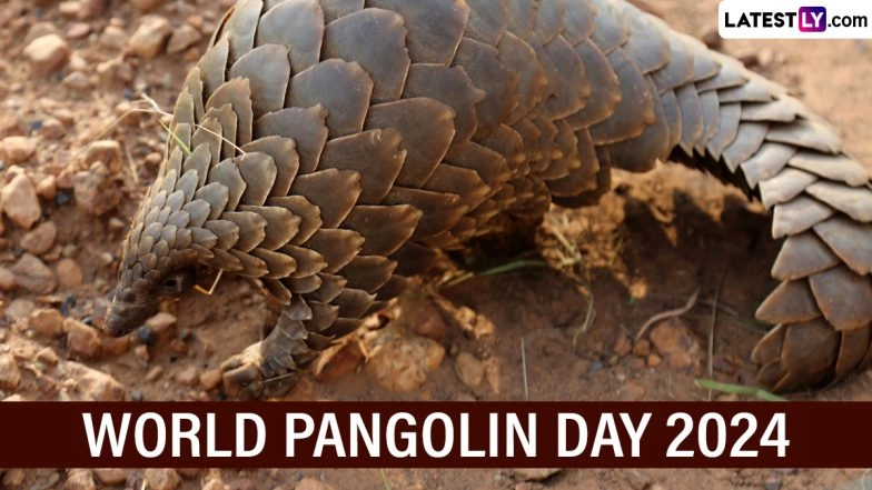 World Pangolin Day 2024 Date, History and Significance: Know About the ...