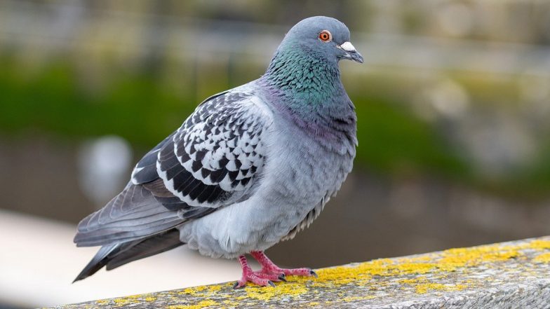 Chinese Spy Pigeon Released Pigeon Held Captive For Eight Months On