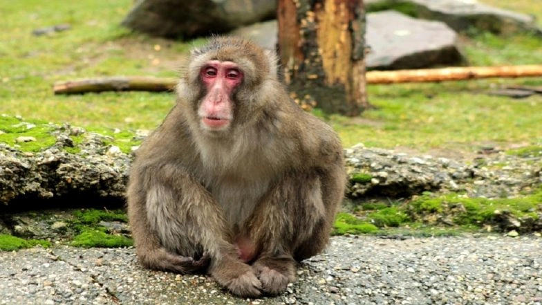 Monkey Fever in Karnataka: Kyasanur Forest Disease Claims One More Life ...
