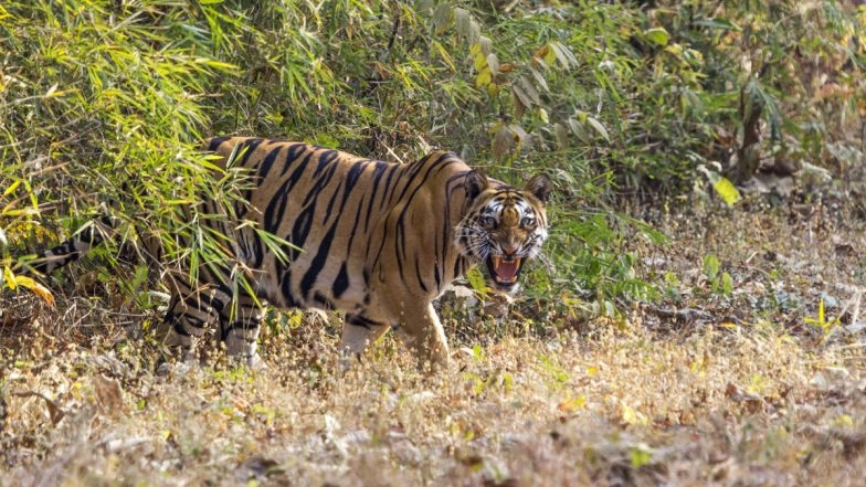 Uttar Pradesh: Teenage Boy Mauled to Death by Tiger in Pilibhit | 📰 ...