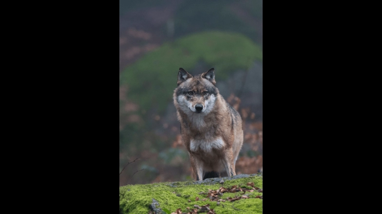 Chernobyl Wolves Show Remarkable Resistance to Cancer: Study | 🌎 LatestLY