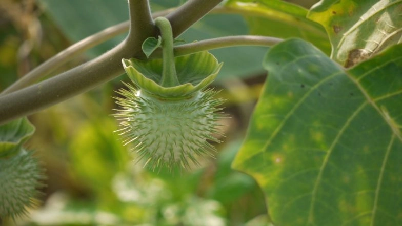 What Is the Significance of Offering Dhatura to Lord Shiva on ...