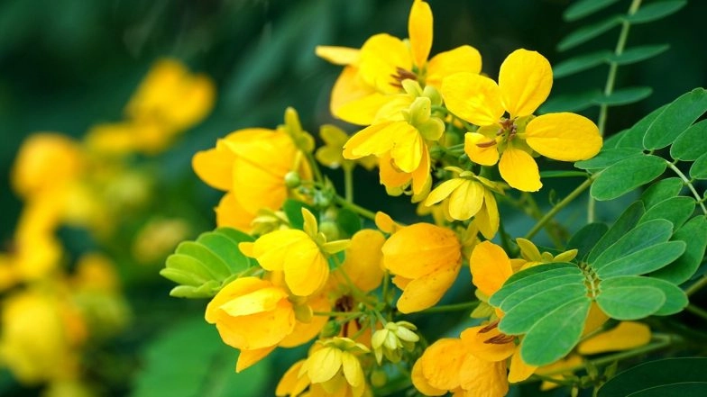 Kanikkonna: Kerala's State Flower, Here Is Everything You Need To Know ...