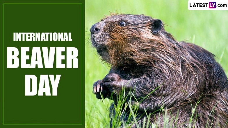 International Beaver Day 2024 Date, History and Significance: What Is ...