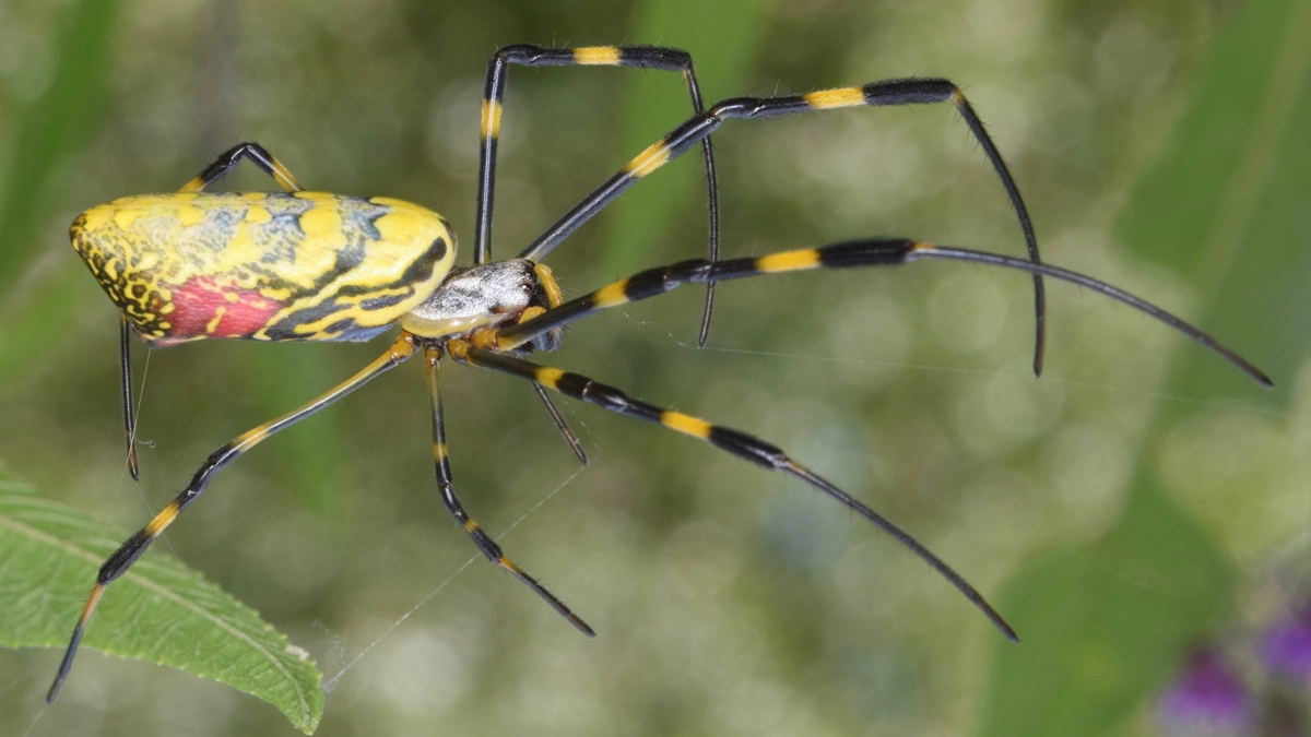 Science News | Know All About Joro Spiders Spotted in US | 🔬 LatestLY