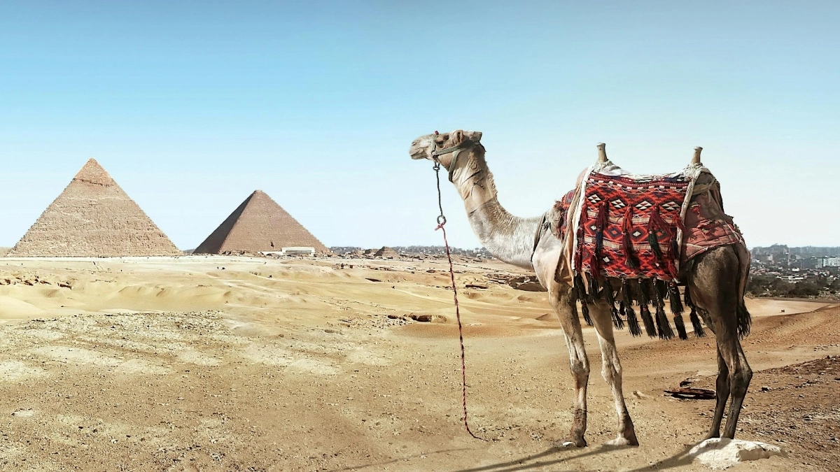 Festivals & Events News | World Camel Day 2024: Know About the Day That ...