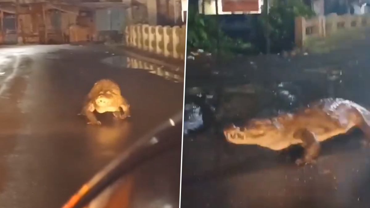 India News | Chiplun: Mugger Crocodile Traipses Down Road in Ratnagiri ...