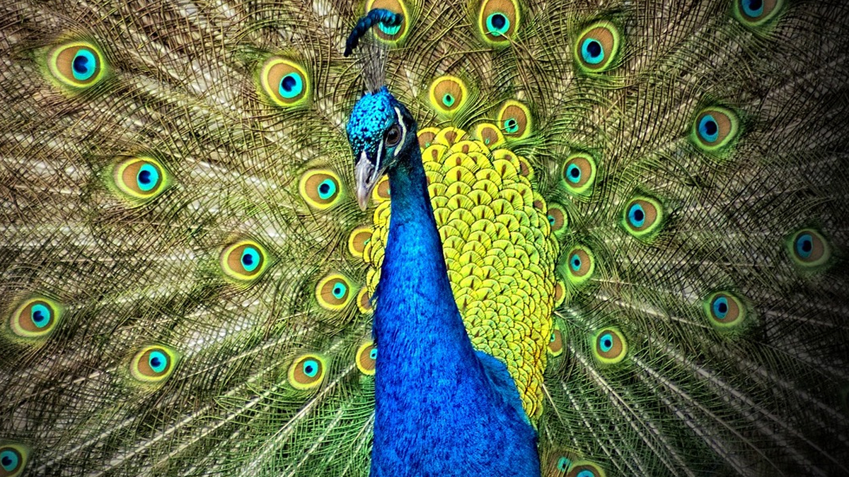 India News | H5N1 Avian Influenza Confirmed in Death of 44 Peacocks in ...