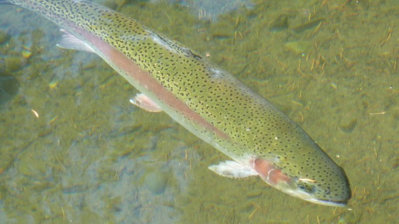 Bestiality Horror in Tasmania: Woman Performs Sex Act on Live Trout ...