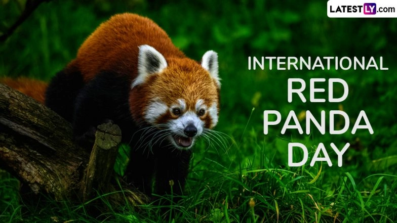 International Red Panda Day 2024 Date and Significance: Here’s What You ...