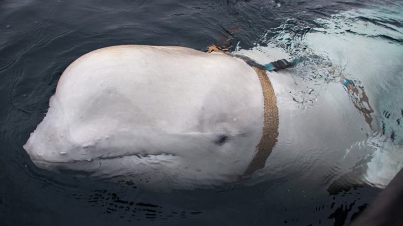 Hvaldimir Dies: 'Russian Spy' Whale, Which Was Spotted Wearing ...