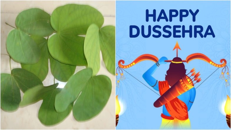 Dussehra 2024: What Does Apta Leaves Look Like? View Photos and Know ...