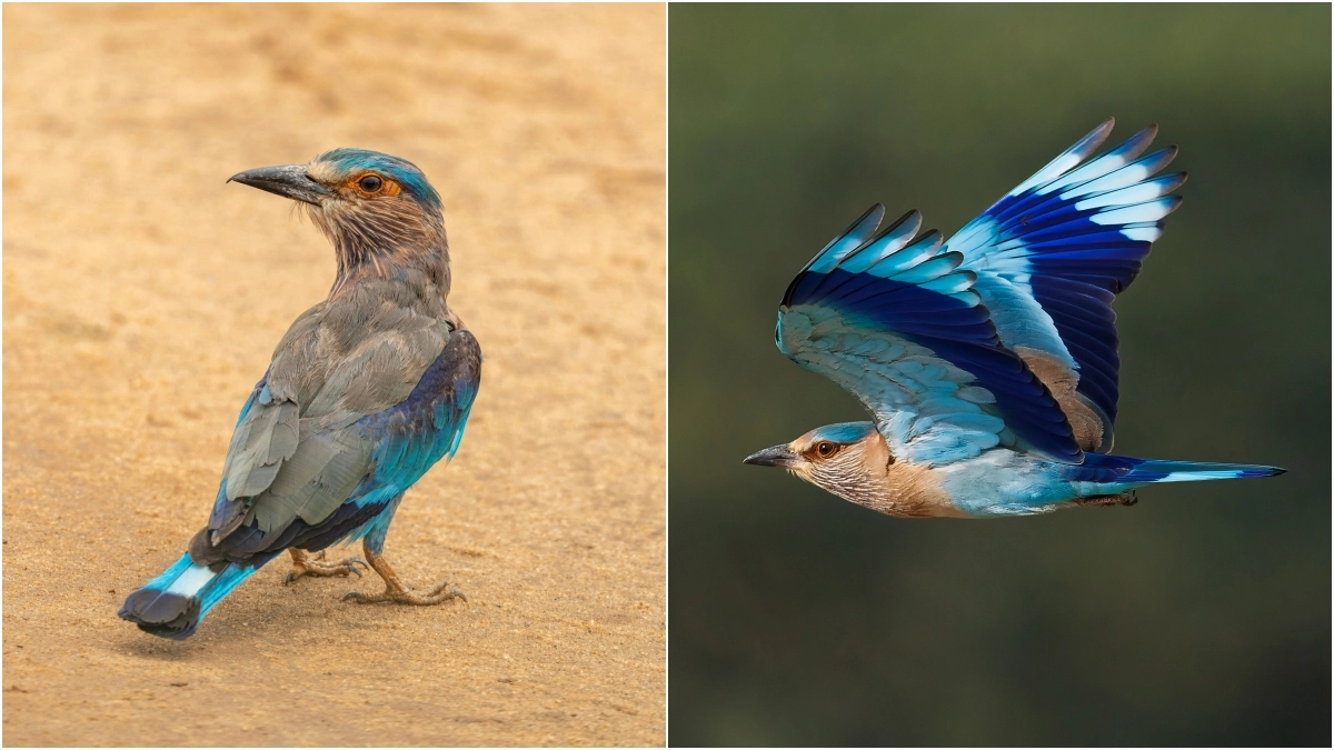 Dussehra 2024 Good Luck Sign: Why Seeing Neelkanth Bird or Indian ...