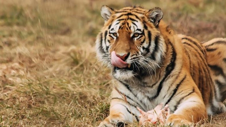 Tiger Pee Cures Rheumatism Arthritis? China Zoo Sells Animal Urine for ...