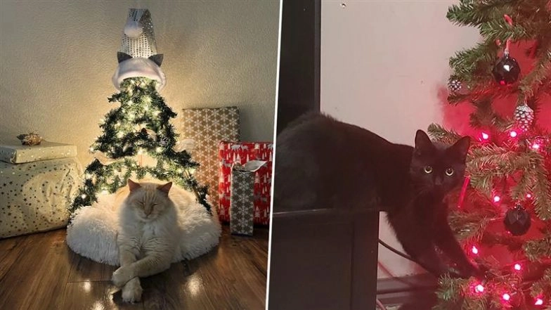 Cats vs Christmas Trees Funny Memes and Jokes: From Attack & Demolition ...