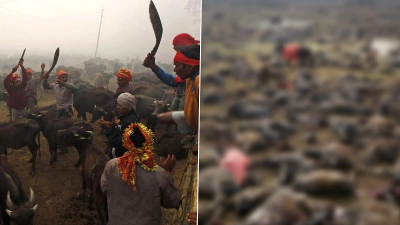What Is Gadhimai Festival? All About Nepal’s Mass Animal Sacrifice ...