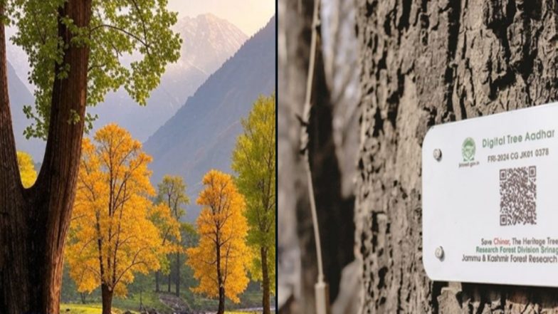 Digital Tree Aadhaar: Symbol of Kashmir's Natural Heritage, Chinar ...