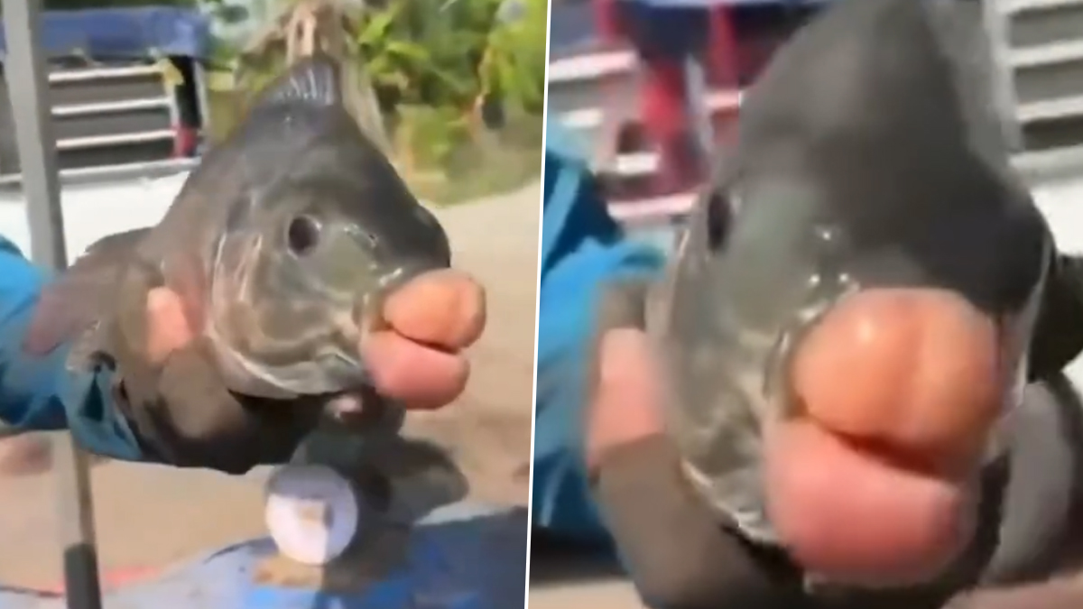 Fish Lips Memes Super Funny Fish Friday 3!!! [April Fools]