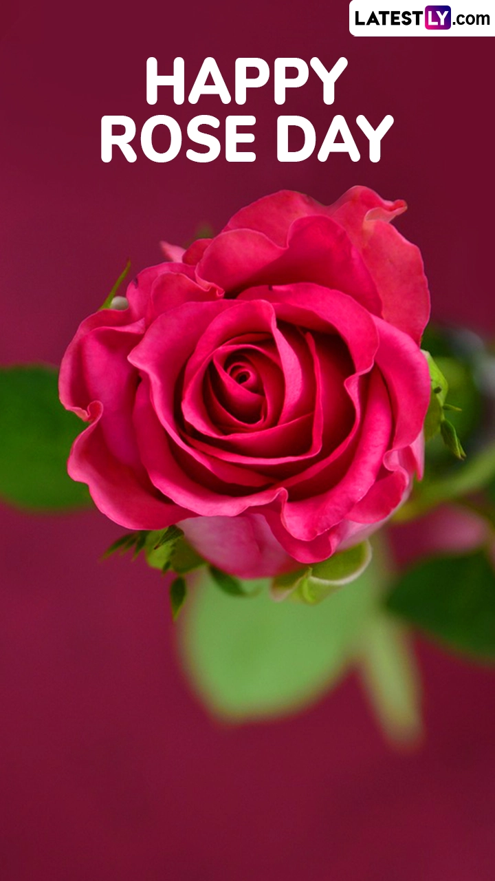 Happy Rose Day 2025 Greetings, Wishes and Messages For Valentine Week ...