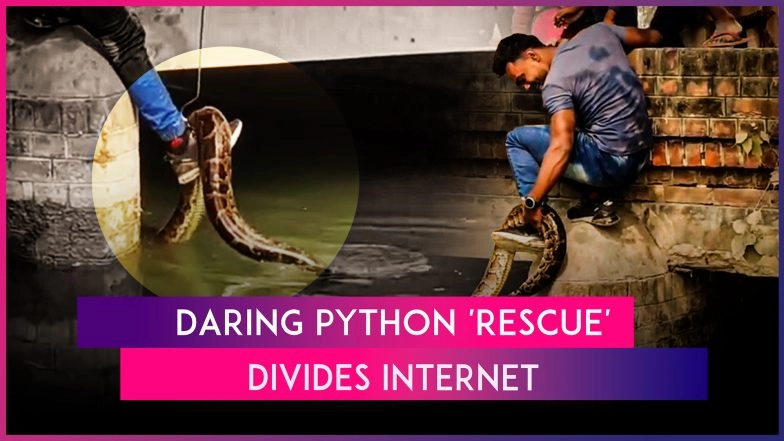Viral Video: Man Grabs Giant Python Out From Canal, Netizens Divided Over ‘Daring’ Act | 📹 Watch ...