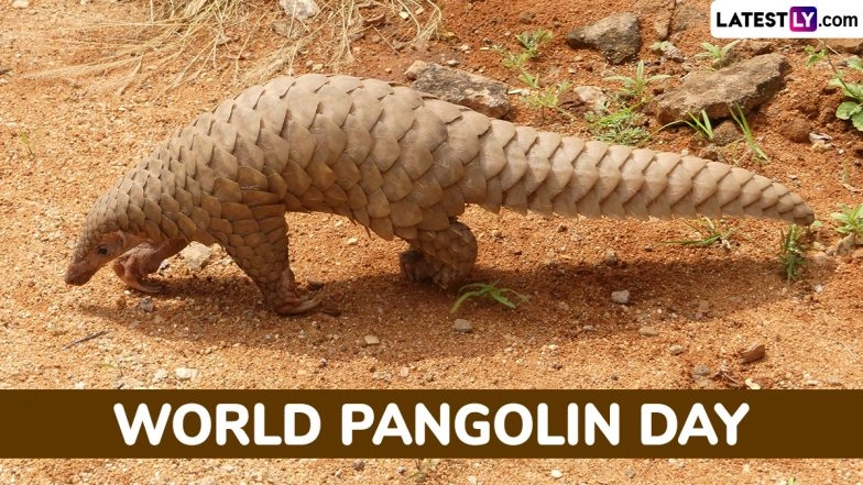 World Pangolin Day 2025 Date: Know History and Significance of the Day ...