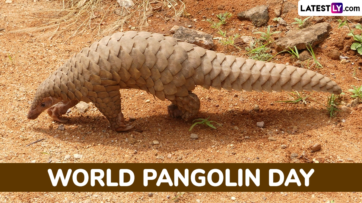 Festivals & Events News | When is World Pangolin Day 2025? Know Date ...