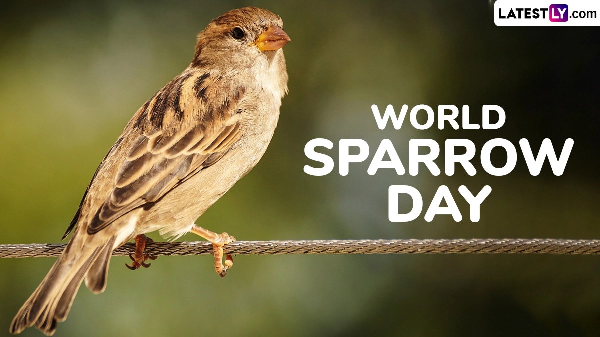 Festivals & Events News | Happy World Sparrow Day 2025 Messages To Send ...