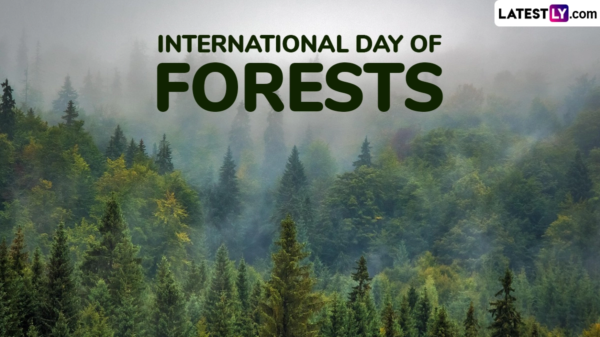 Festivals & Events News | When Is International Day of Forests 2025 ...