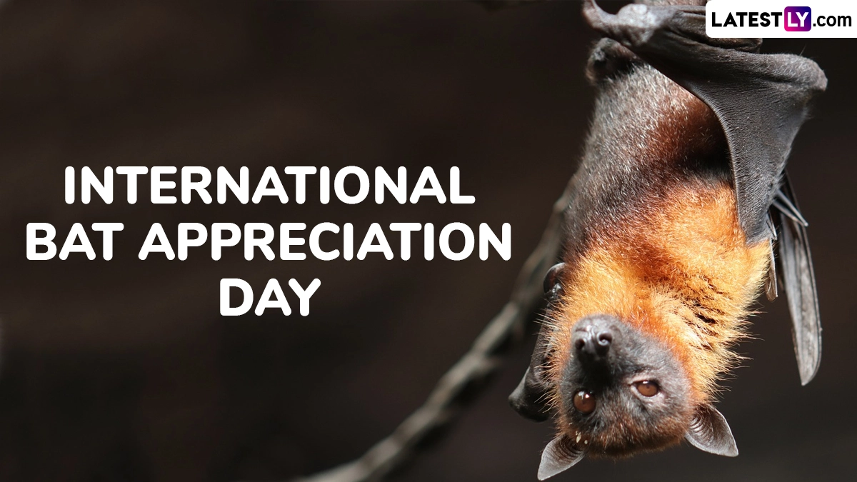 Festivals & Events News | When Is International Bat Appreciation Day ...