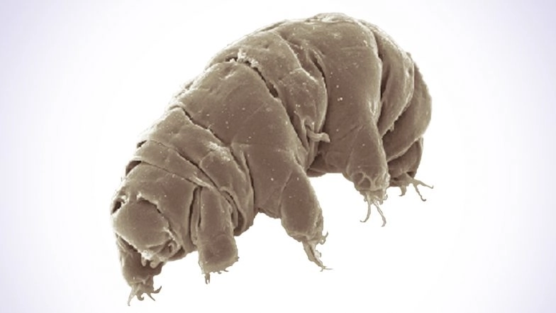 What Are Tardigrades or Water Bears? All About Micro-Animals Likely To ...