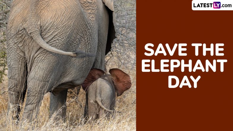 Save the Elephant Day 2025 Date & Significance: Importance & Facts ...
