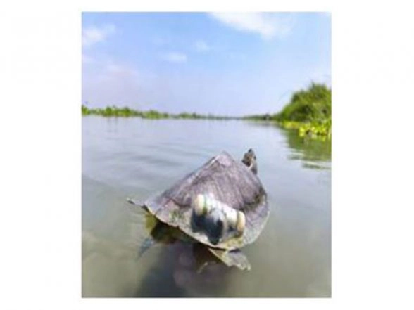 India News | Endangered Red-crowned Roofed Turtles Return to River ...