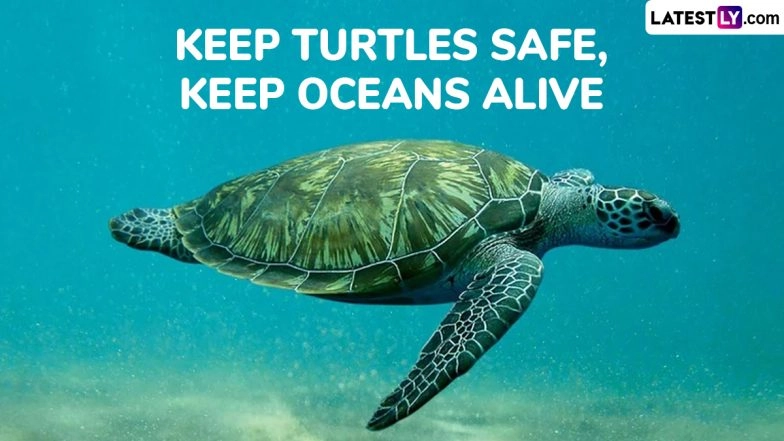 Protect the Shell! World Turtle Day 2025 Quotes, Slogans, Captions and ...