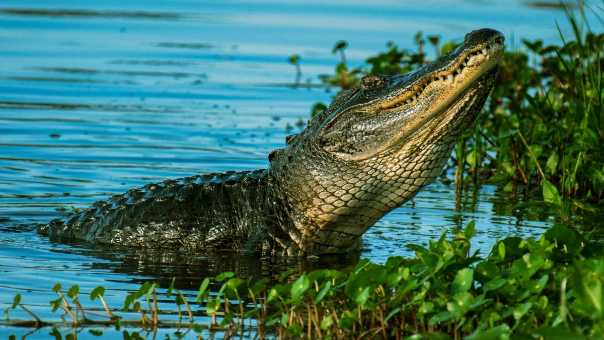 National Alligator Day | May 29, 2025 Festivals, Holidays and Events ...