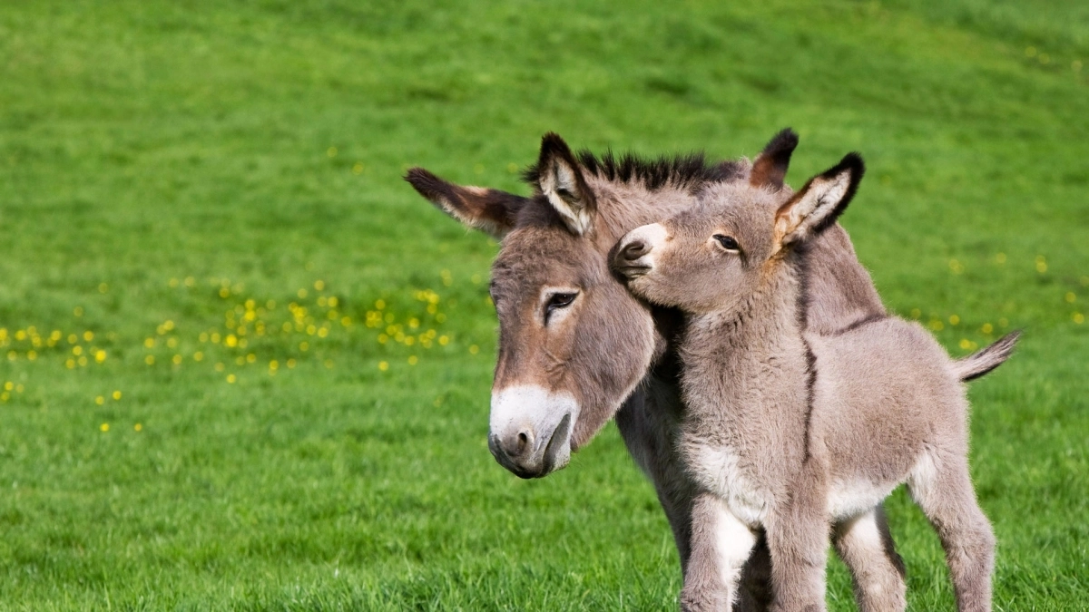 Donkeys are stronger than horses | World Donkey Day: Funny Baby Donkey Photos and Fun Facts for ...