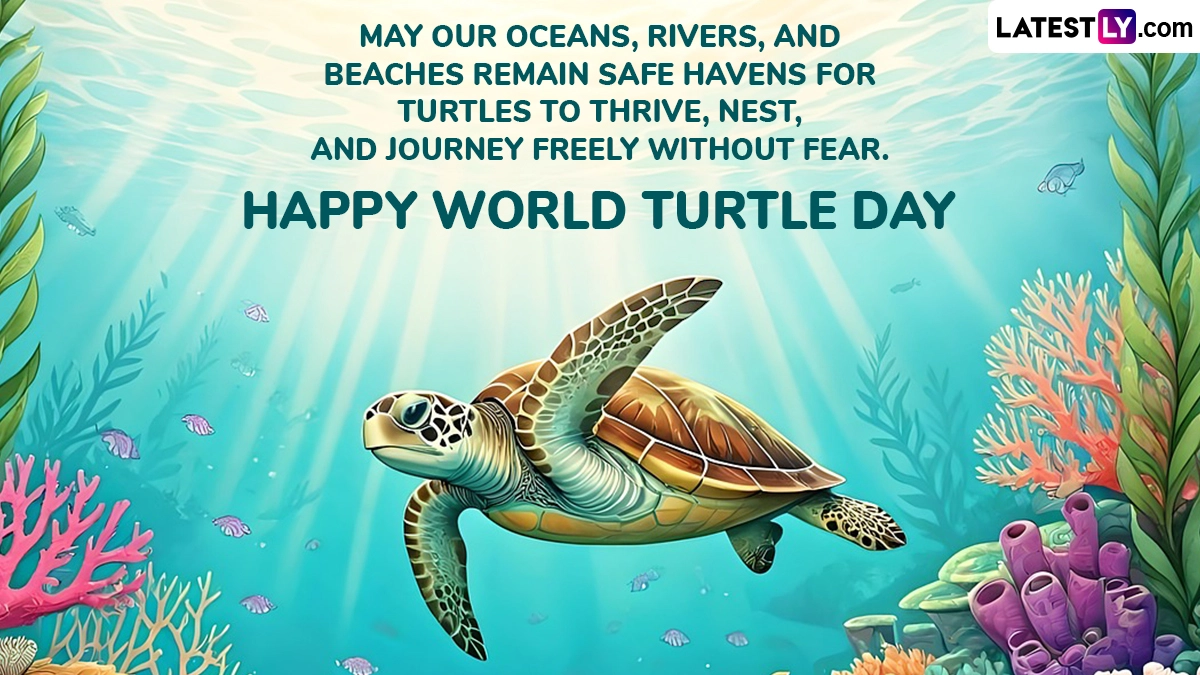 World Turtle Day 2025 Quotes, Slogans and Images: Inspiring Messages ...