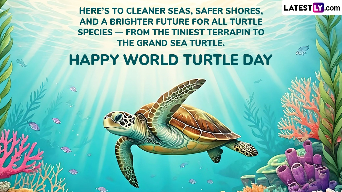 World Turtle Day 2025 Quotes, Slogans and Images: Inspiring Messages ...