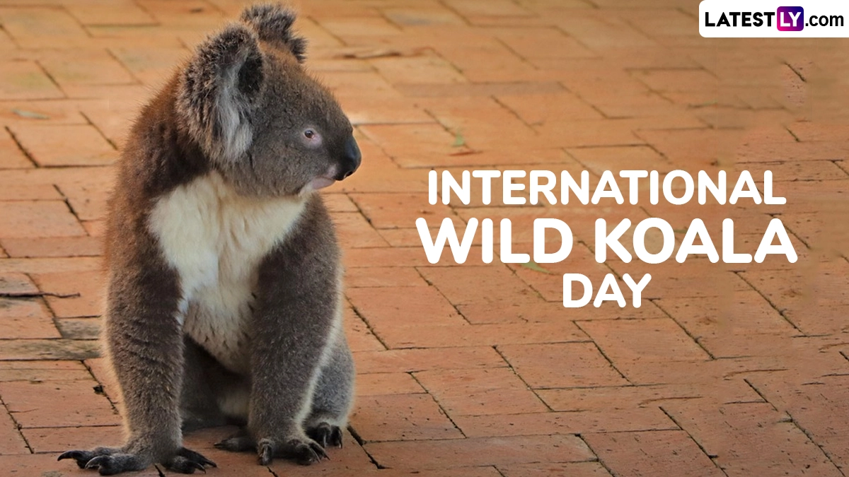 Festivals & Events News | When Is International Wild Koala Day 2025? Know Date, Importance and ...