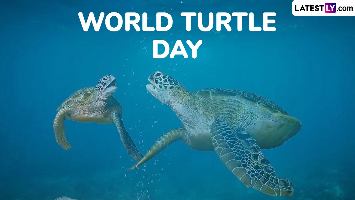 Usfijitimes | World Turtle Day 2025 Date, Theme and Purpose: Know ...