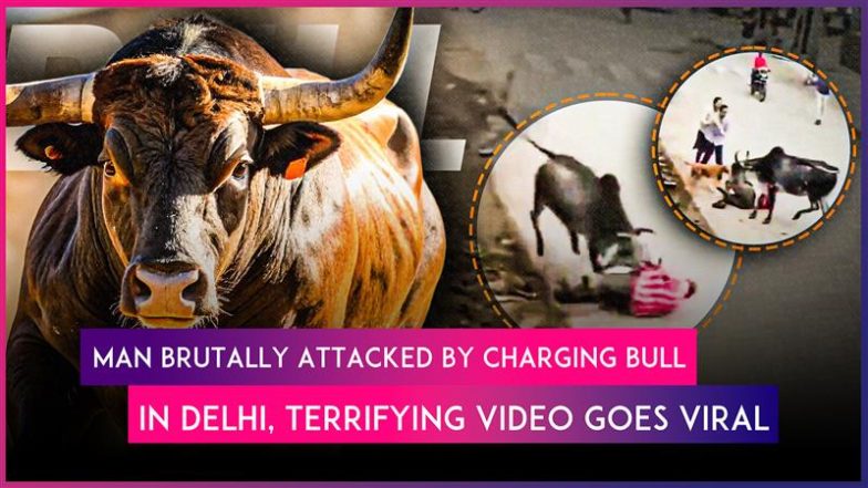 Bull Attack Caught on Camera: Stray Animal Violently Tramples Man in ...
