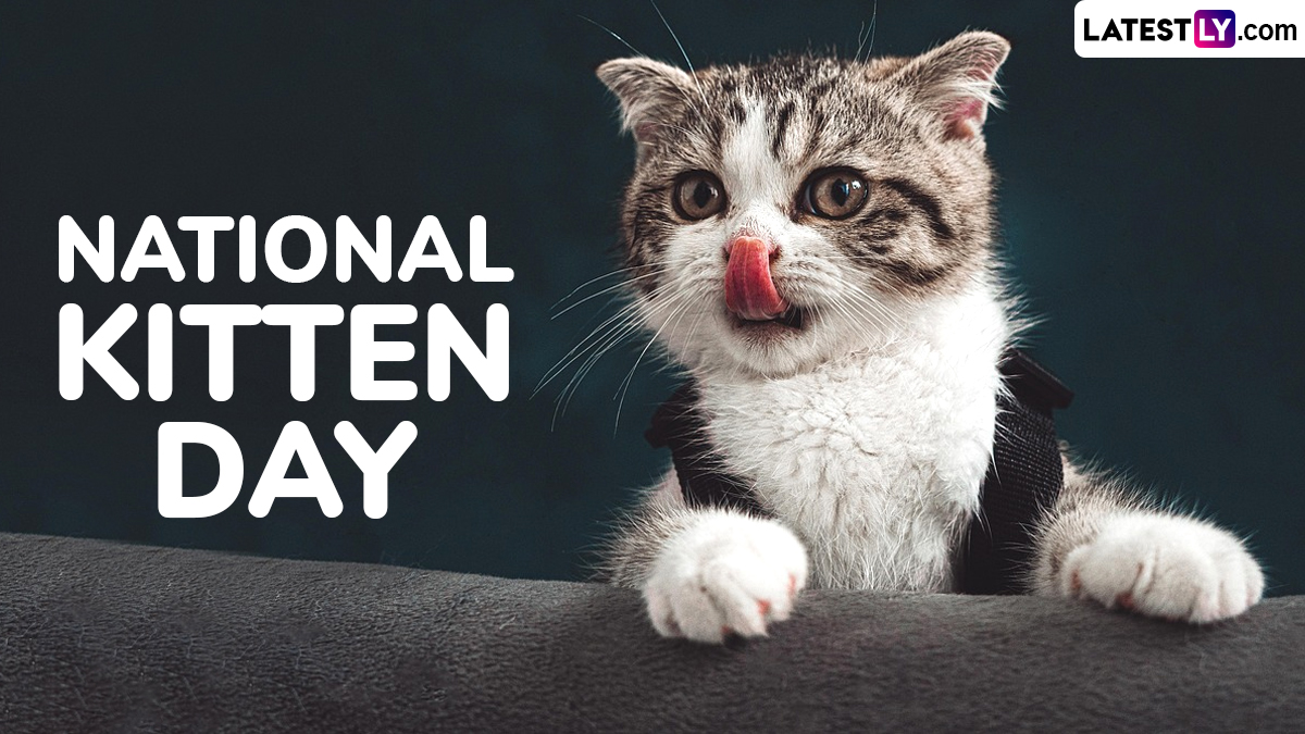 Festivals & Events News | When Is National Kitten Day 2025? Know Date ...