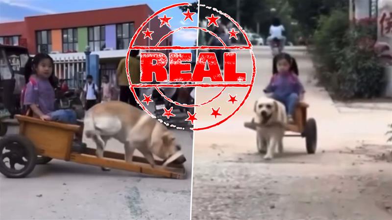 Fact Check News | Fact Check: Viral Video of Dog Pulling Girl’s ...