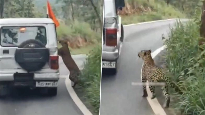 Leopard Attack in Bengaluru: Boy Injured During Safari at Bannerghatta ...