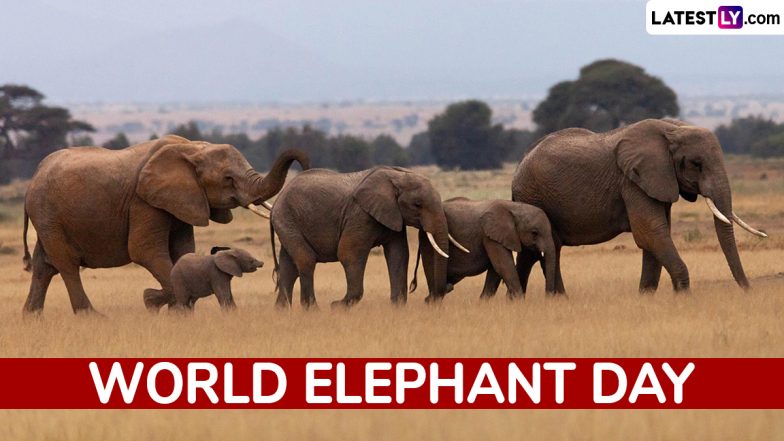 World Elephant Day 2025 Date, Theme, History and Significance: Why Do ...