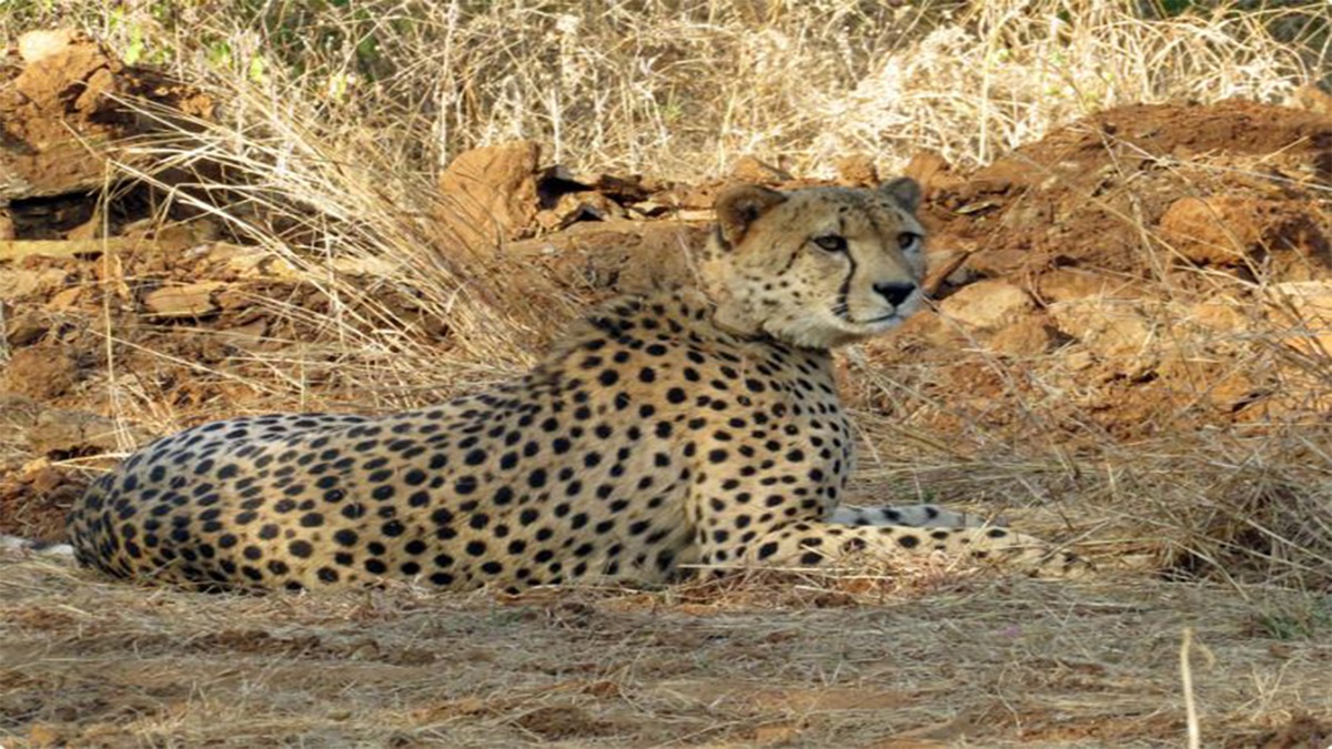 Agency News | New Big Cats Expected by Year-end, Talks on with Botswana ...