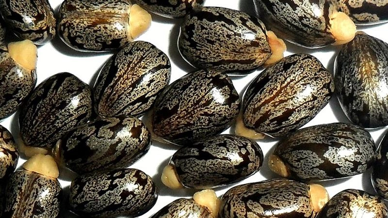 Information News | All You Need to Know About Ricin, The Deadly Poison ...