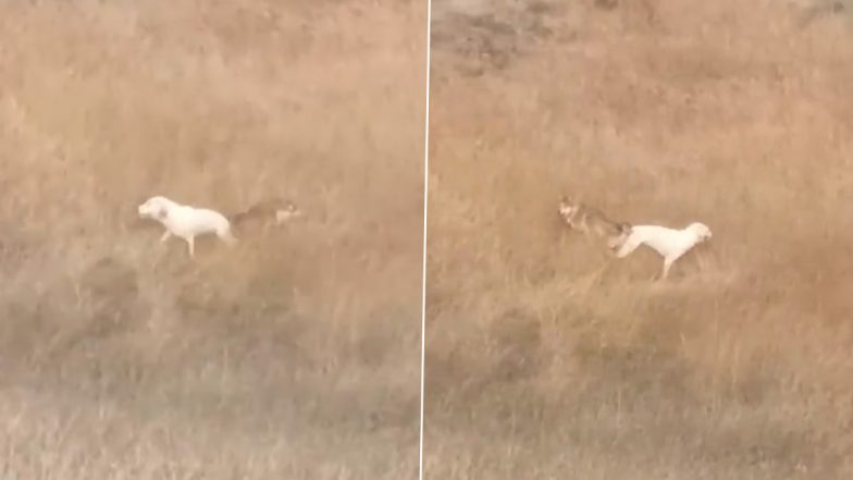 Wolf-Dog Mating in India: Viral Video Shows Wolf and Dog Mating As ...