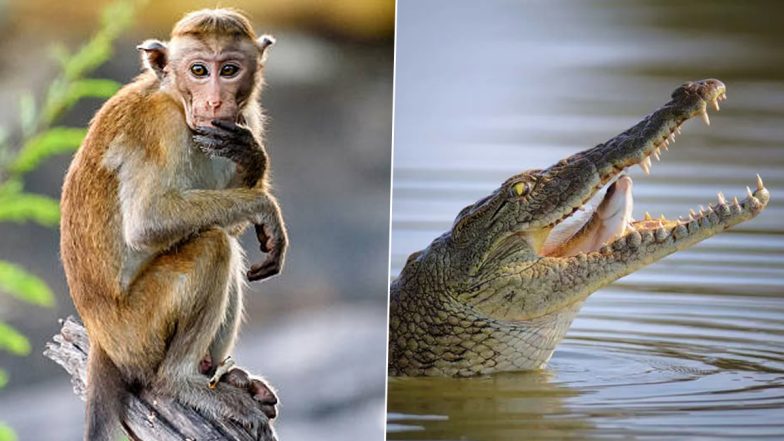 Odisha: Monkeys Risk Lives, Leap Into River to Save One of Their Own ...