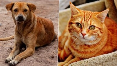 No More Pet Walks in Prayagraj? Civic Body Plans To Ban Dogs and Cats ...